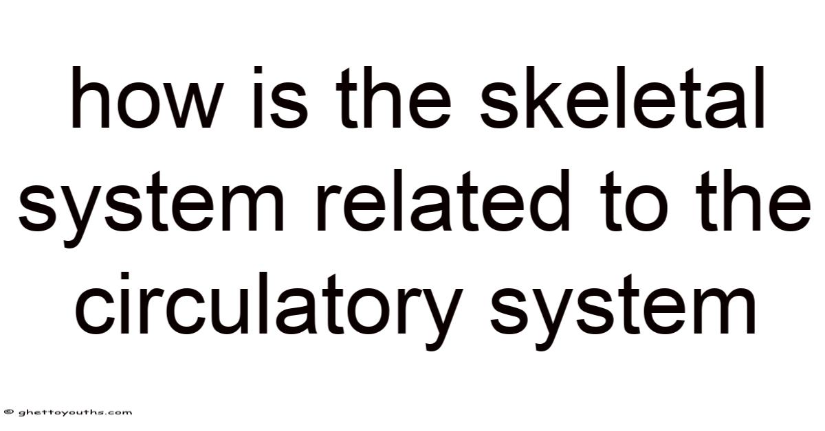 How Is The Skeletal System Related To The Circulatory System