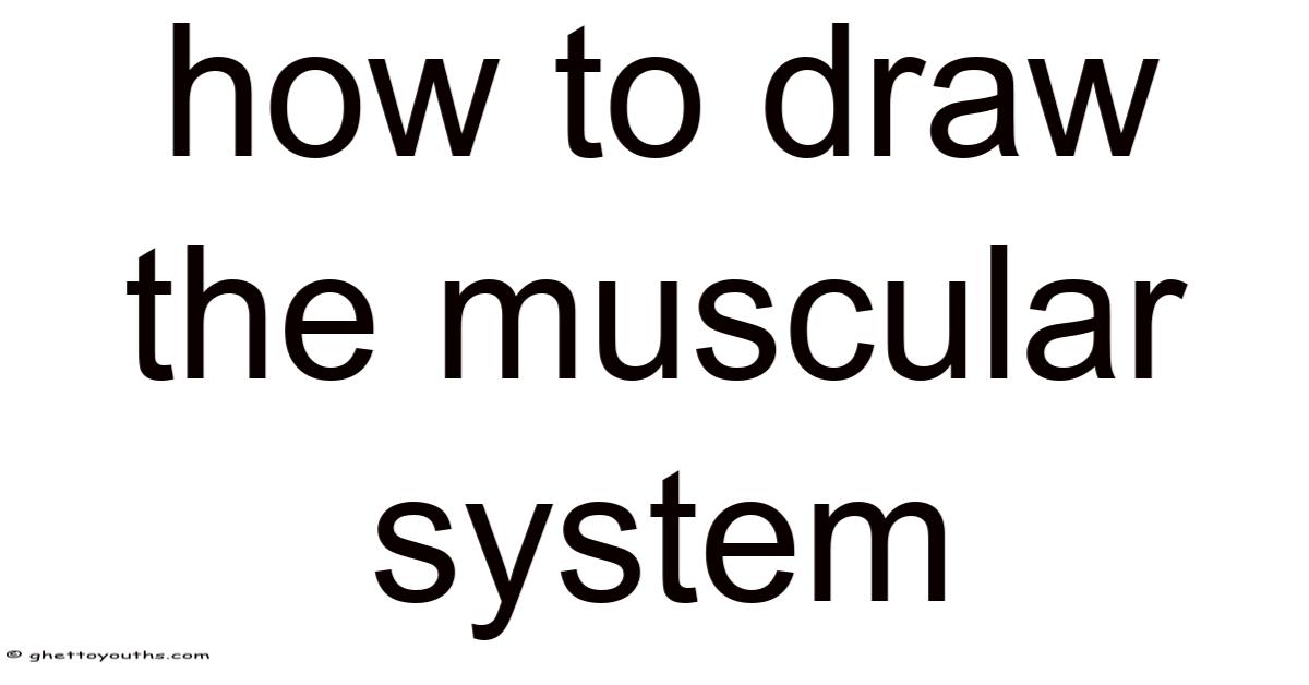 How To Draw The Muscular System