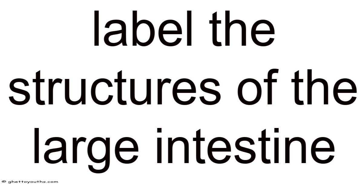 Label The Structures Of The Large Intestine